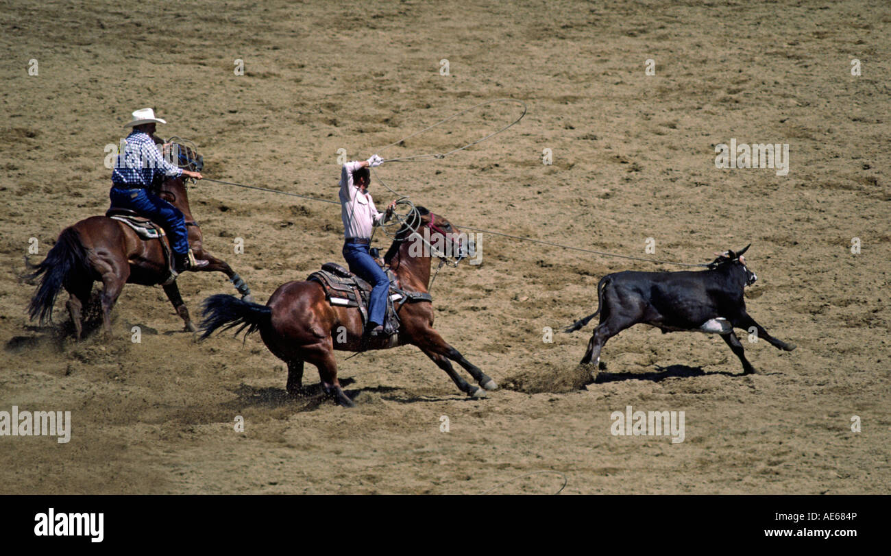 TEAM STEER ROPING SALINAS RODEO CALIFORNIA Stock Photo - Alamy