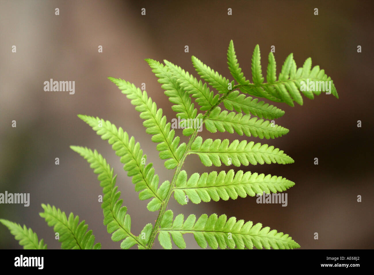 fern frond common wood fern Stock Photo - Alamy