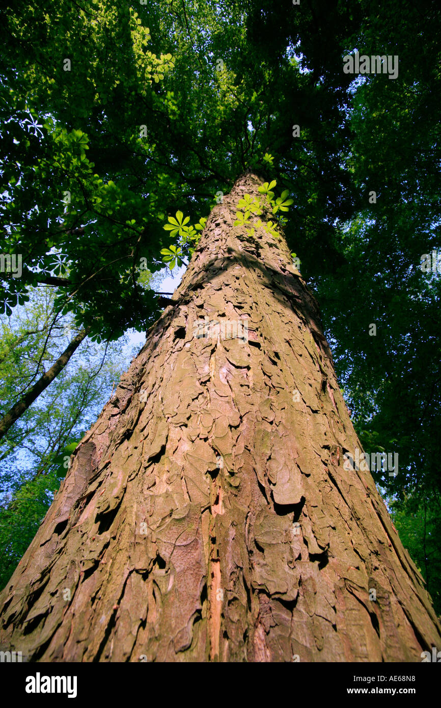 deciduous tree chestnut trunk and Stock Photo - Alamy