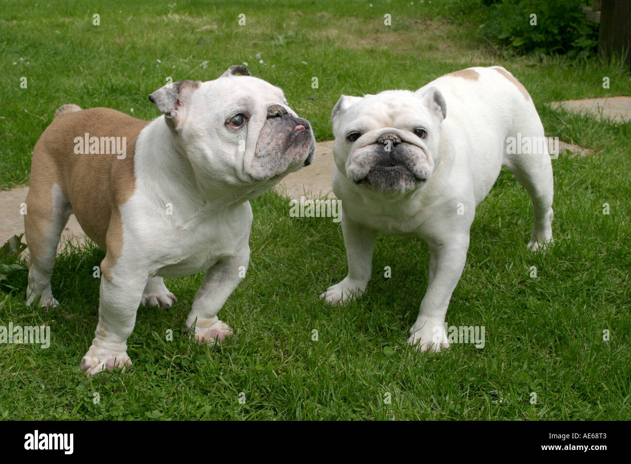 British bull dogs hi-res stock photography and images - Alamy