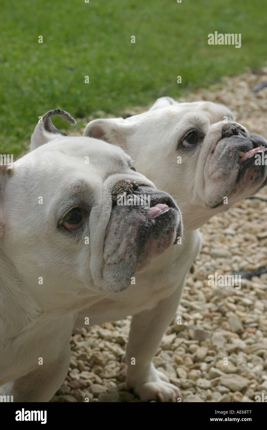 Perro snap hi-res stock photography and images - Alamy