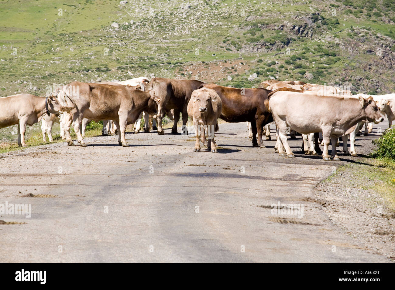 cows on the road Stock Photo - Alamy