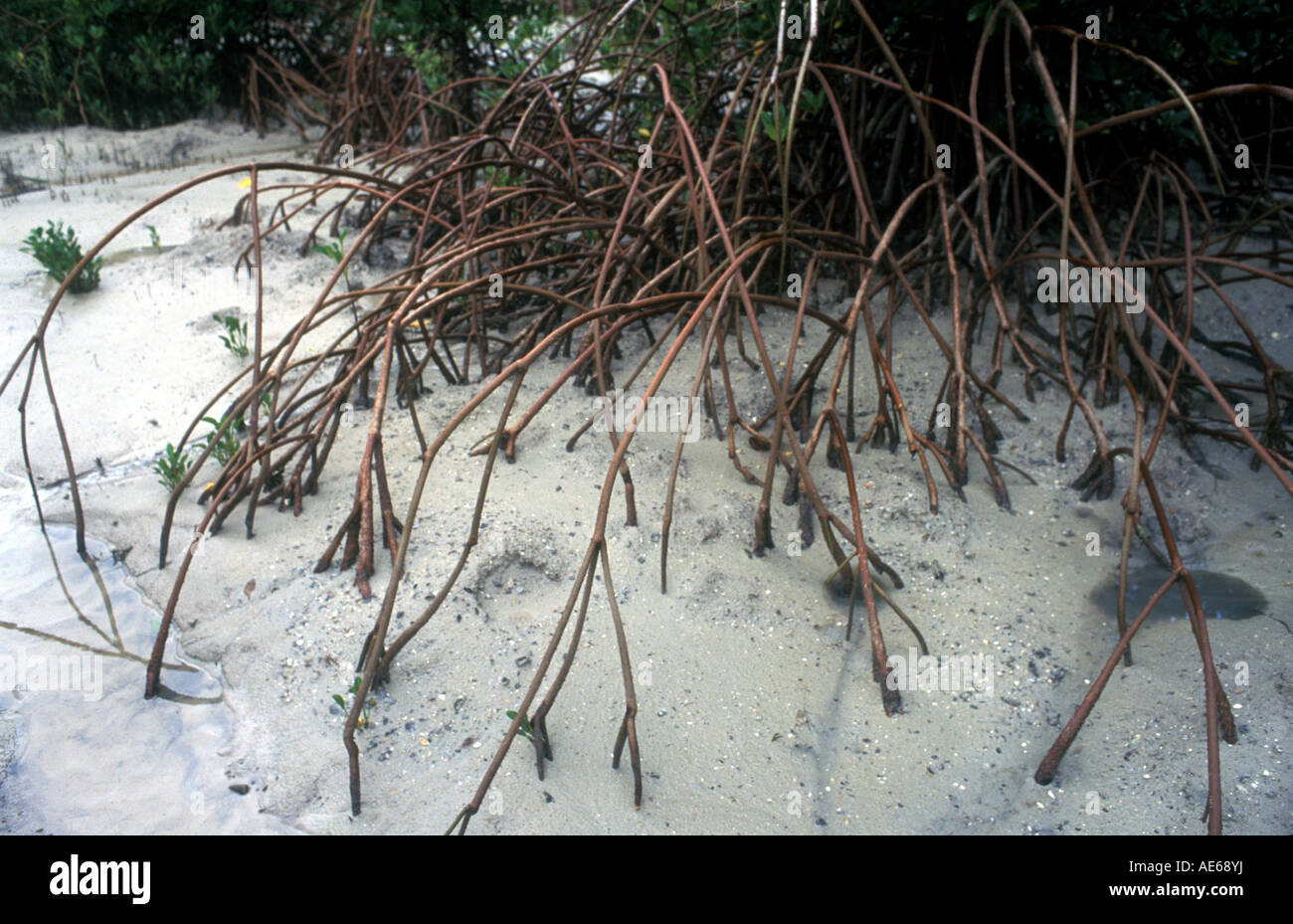 Mangrove tree sea ocean botany hi-res stock photography and images - Alamy