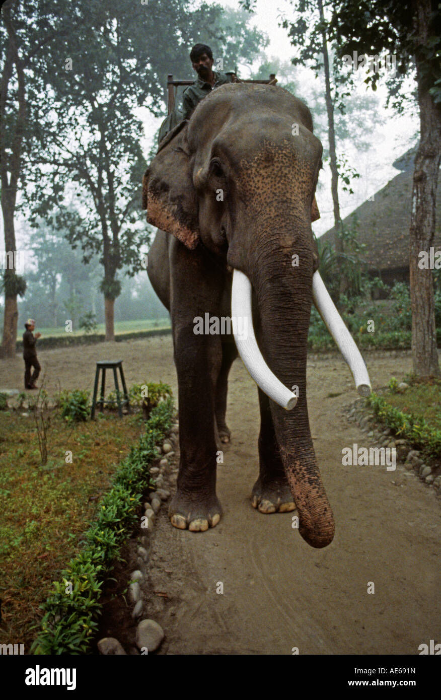 Tigertops lodge hi-res stock photography and images - Alamy