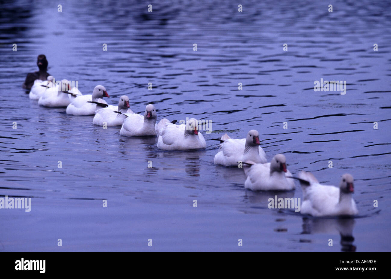 Duck one line hi-res stock photography and images - Alamy