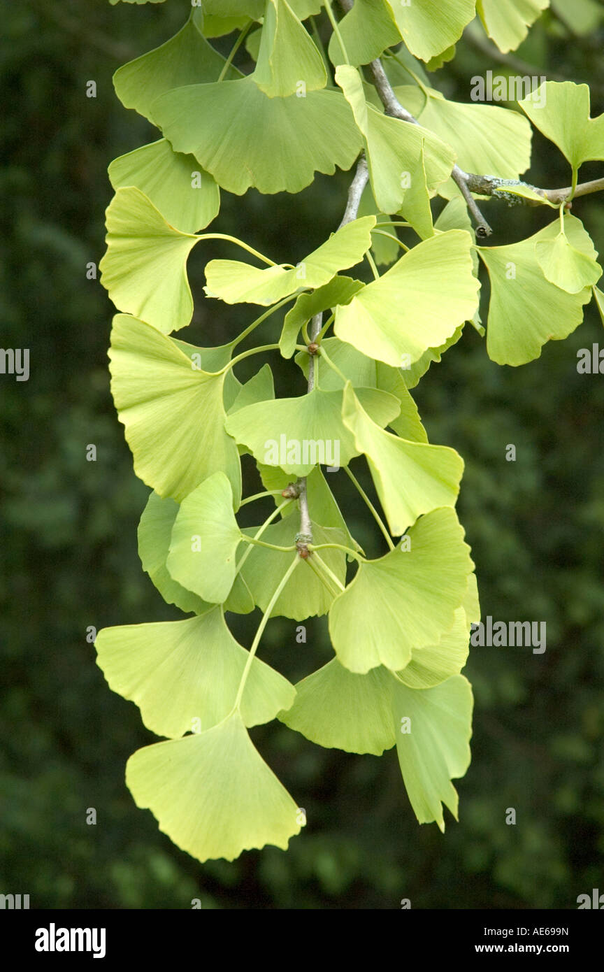 Maidenhair tree hi-res stock photography and images - Alamy