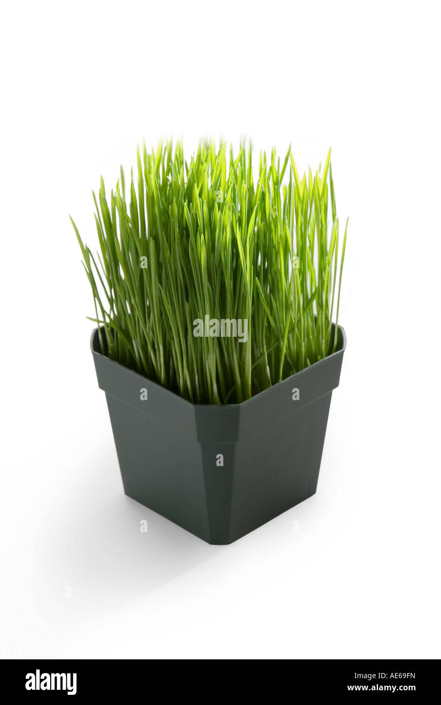 grass in small container on white background Stock Photo - Alamy