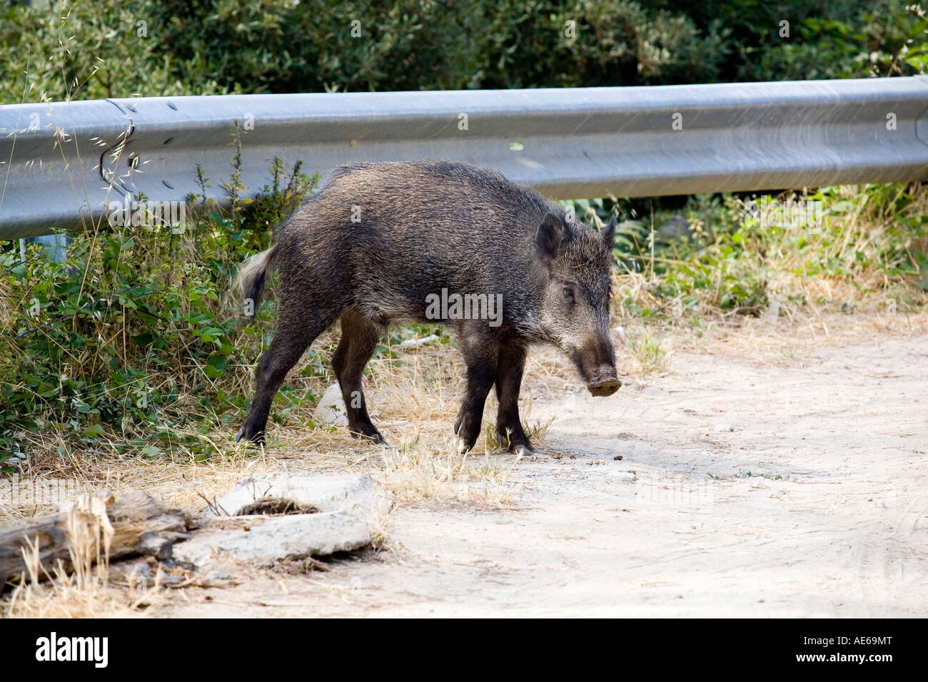 wild boar by the road in tibidabo Stock Photo - Alamy