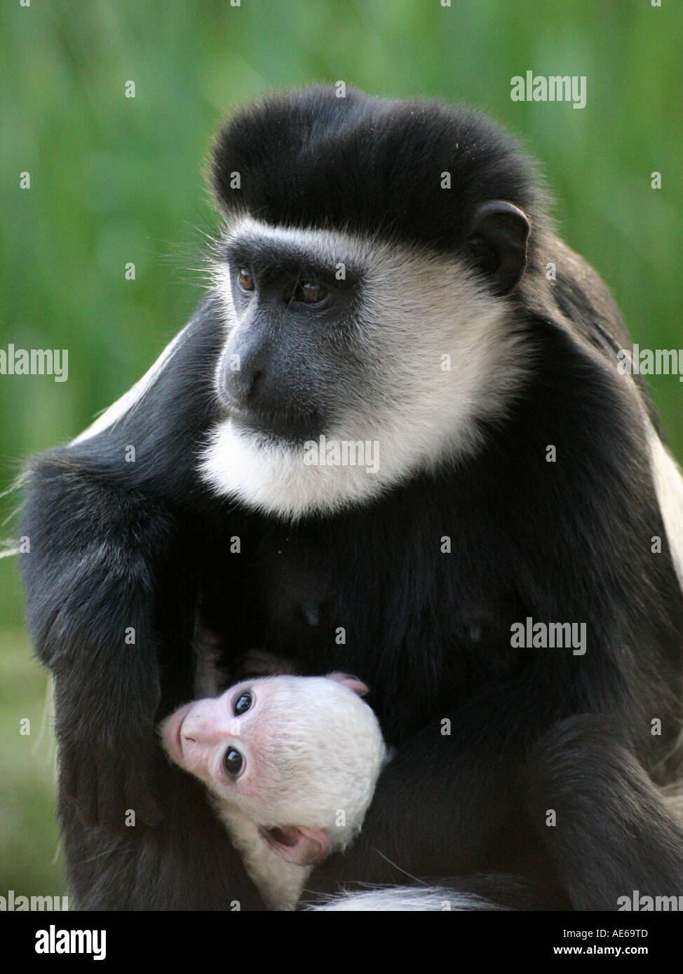 colobus monkey with baby Stock Photo - Alamy