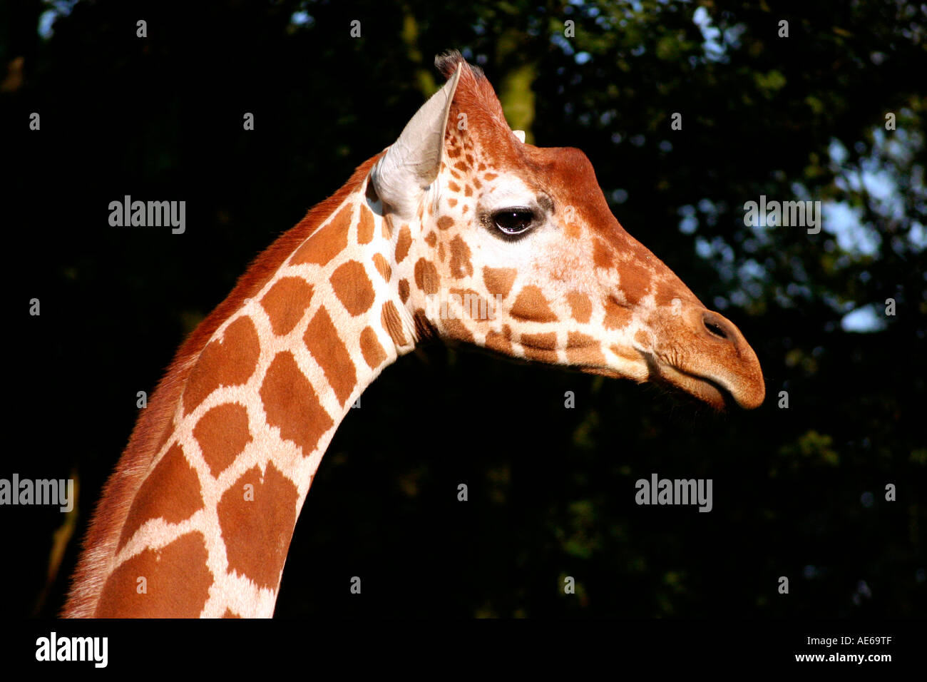 Portrait of a spotted giraffe Stock Photo - Alamy