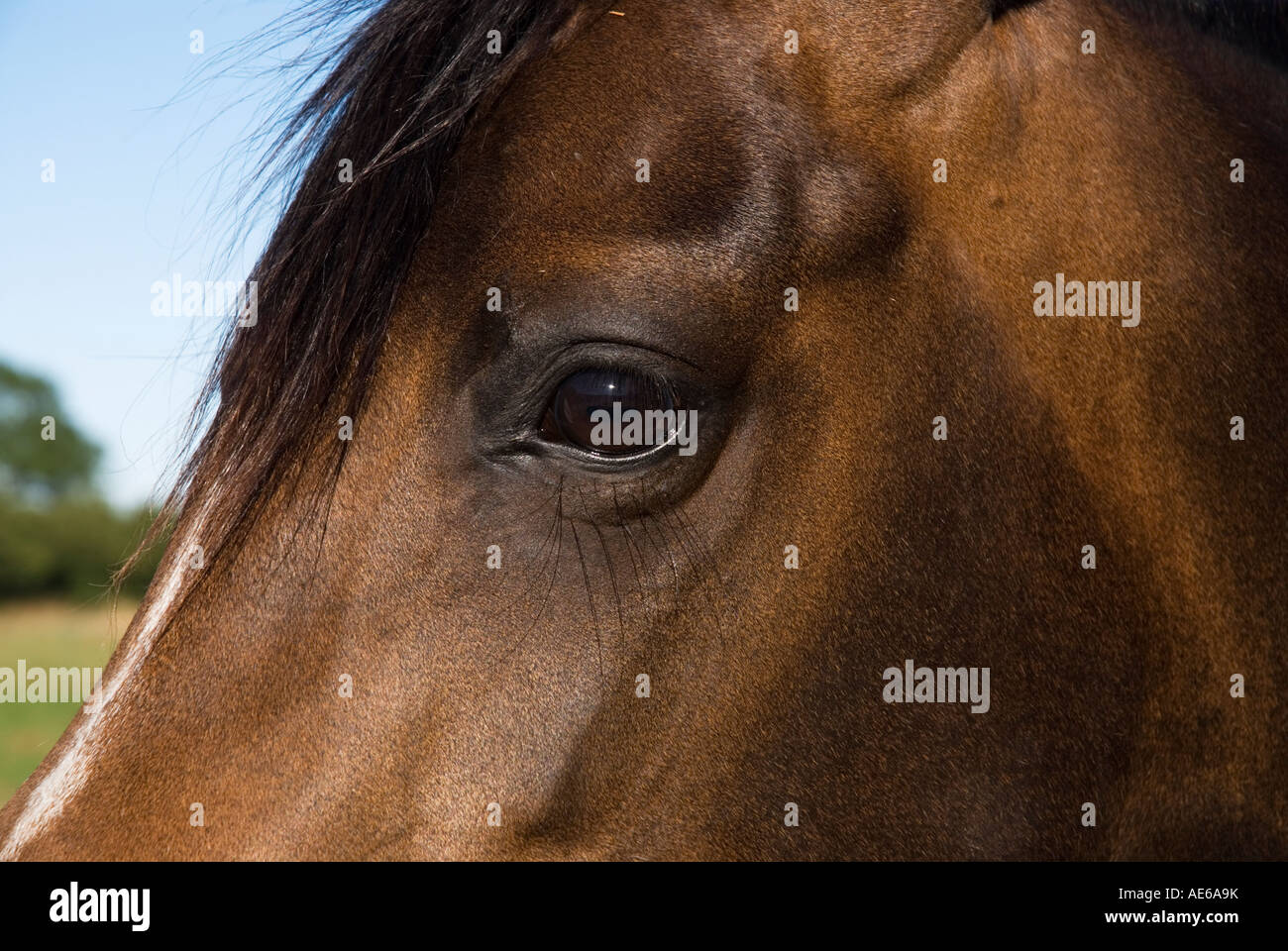 An arab horse hi-res stock photography and images - Alamy