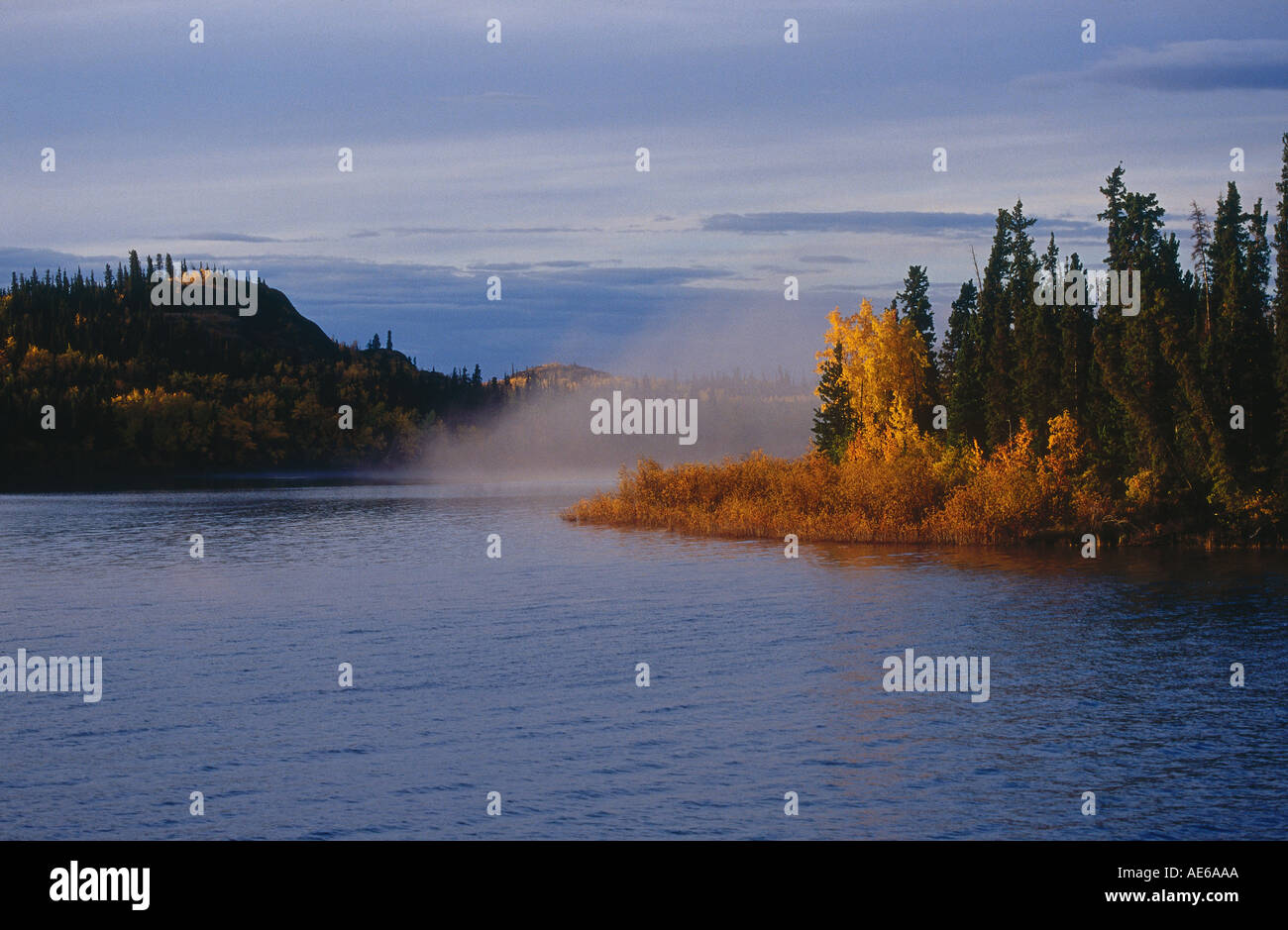 Trees at lakeside, Lake Laberge, Yukon, Canada Stock Photo - Alamy