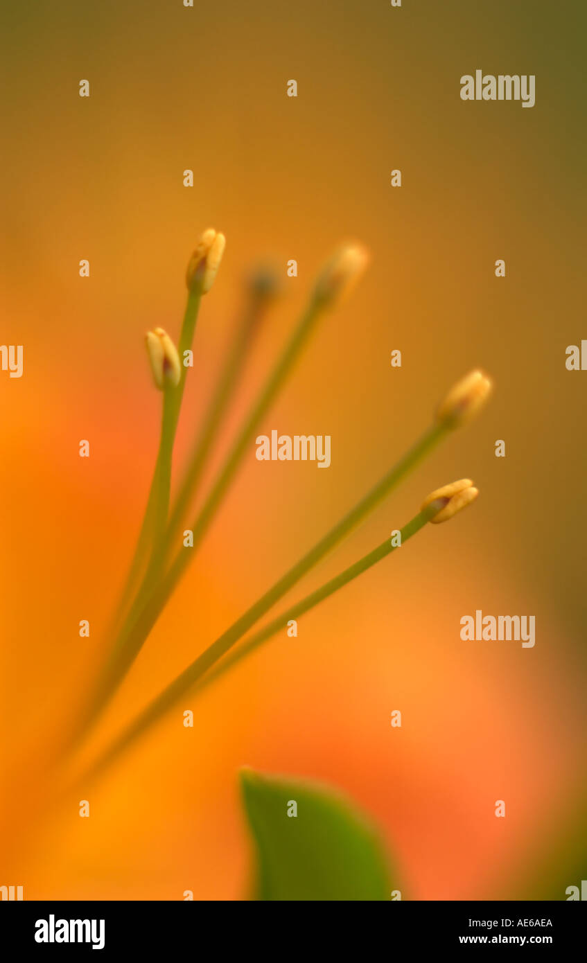 Close up of Wild Flame Azalea showing stamen Blue Ridge Parkway Va USA ...