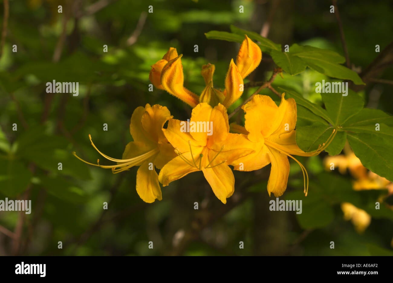 Wild Flame Azalea on Blue Ridge Parkway Va USA Stock Photo - Alamy