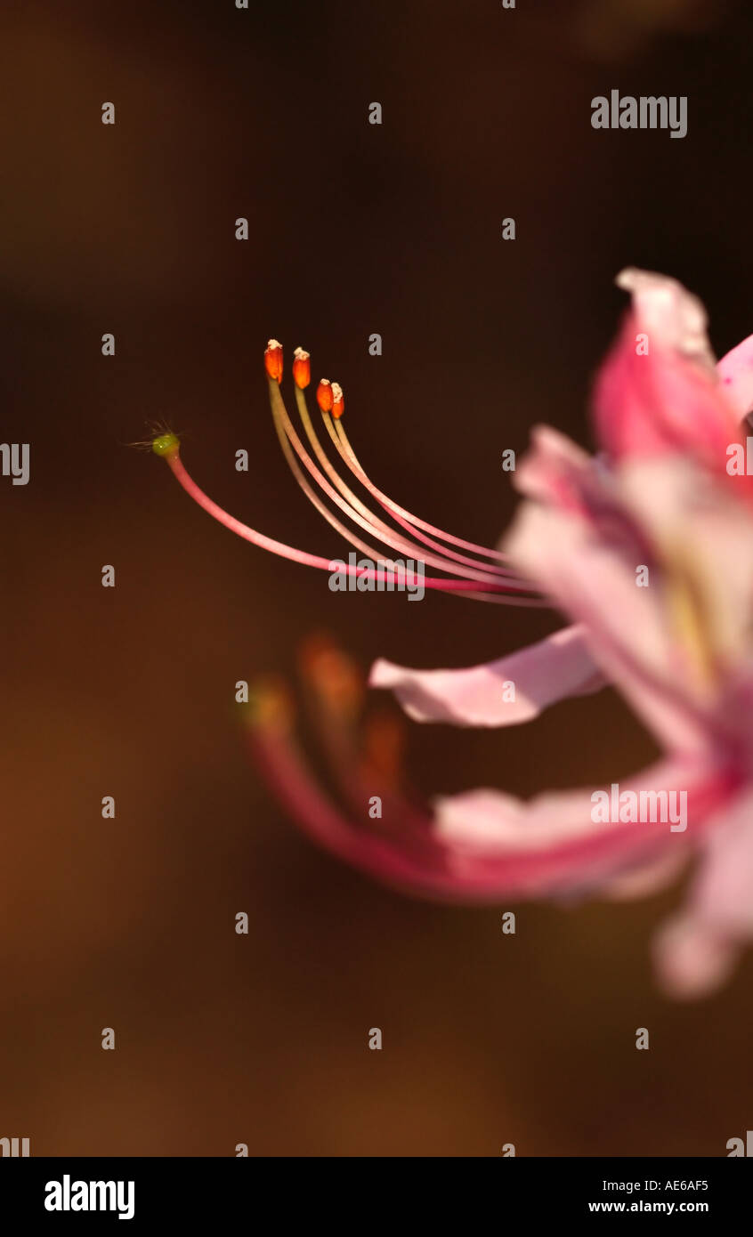 Wild Azalea with pollen on stamen along Blue Ridge Parkway VA USA Stock ...