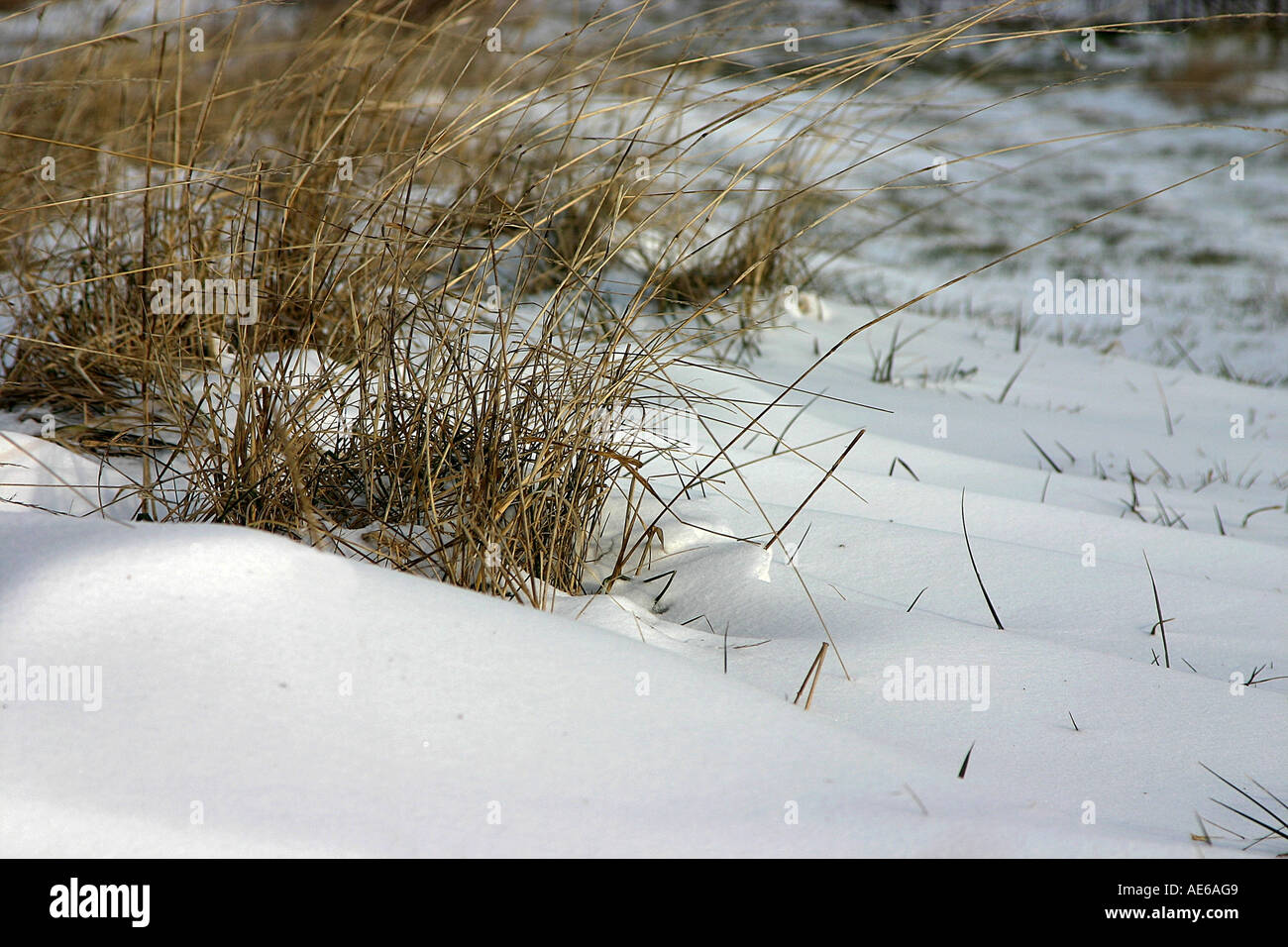 Snowy grass hi-res stock photography and images - Alamy