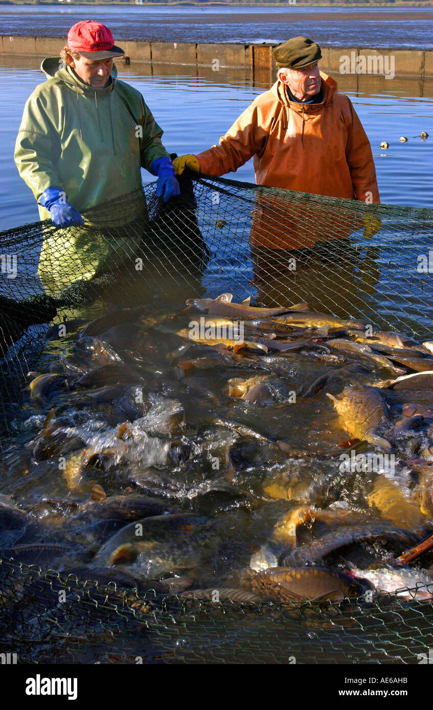 breeding pond fishing Stock Photo - Alamy