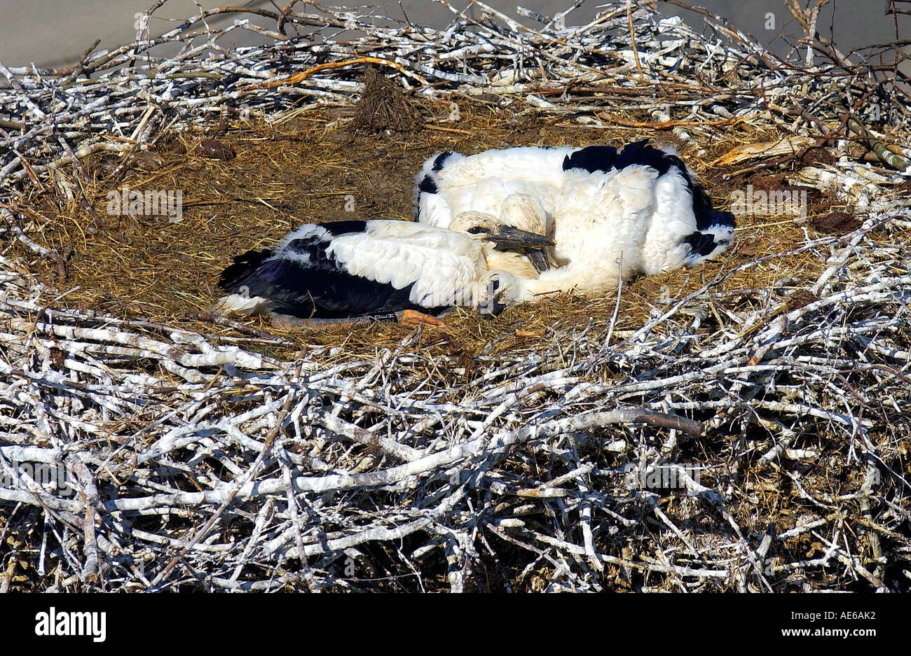 young storks in the so called dead position in the nest of the White ...