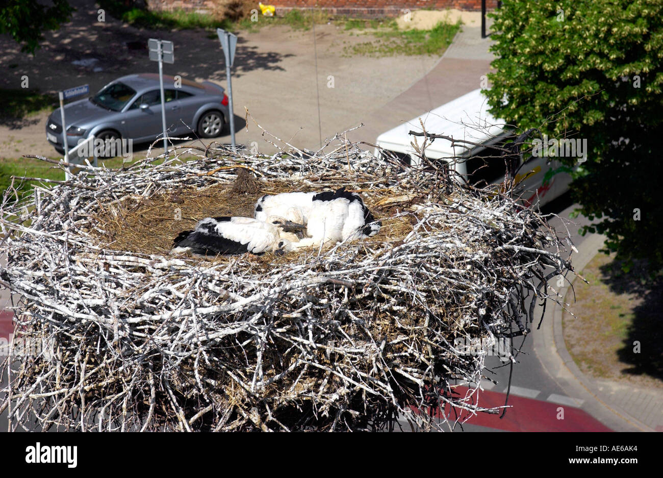 young storks in the so called dead position in the nest of the White ...