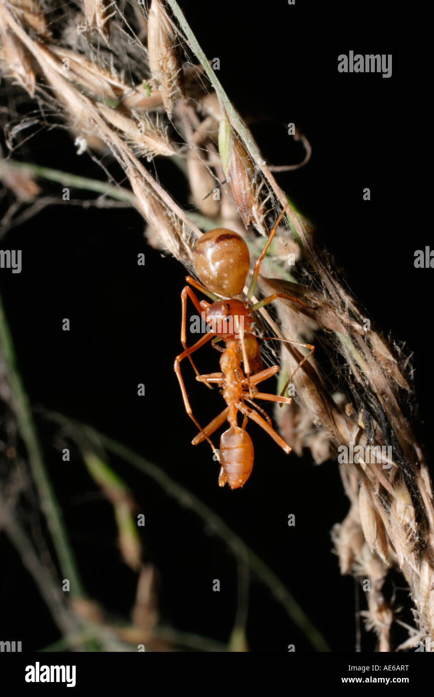 Ant mimic crab spider hi-res stock photography and images - Alamy