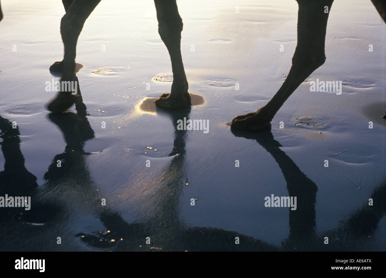 Camel feet Broome Stock Photo - Alamy