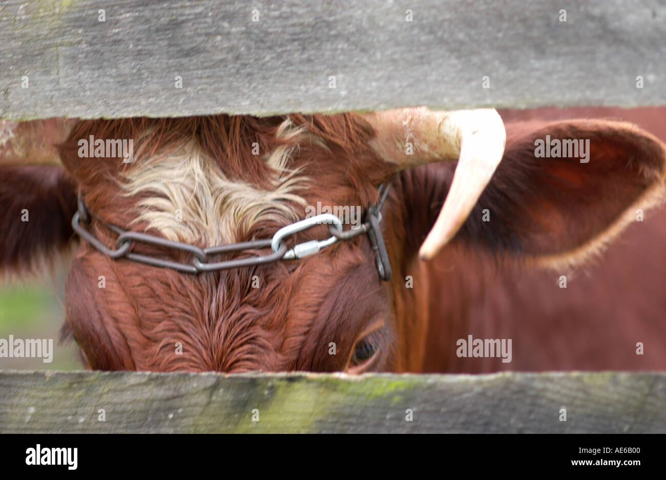 Work steer looks thru fence at Blue Ridge Farm Museum Ferrum College ...
