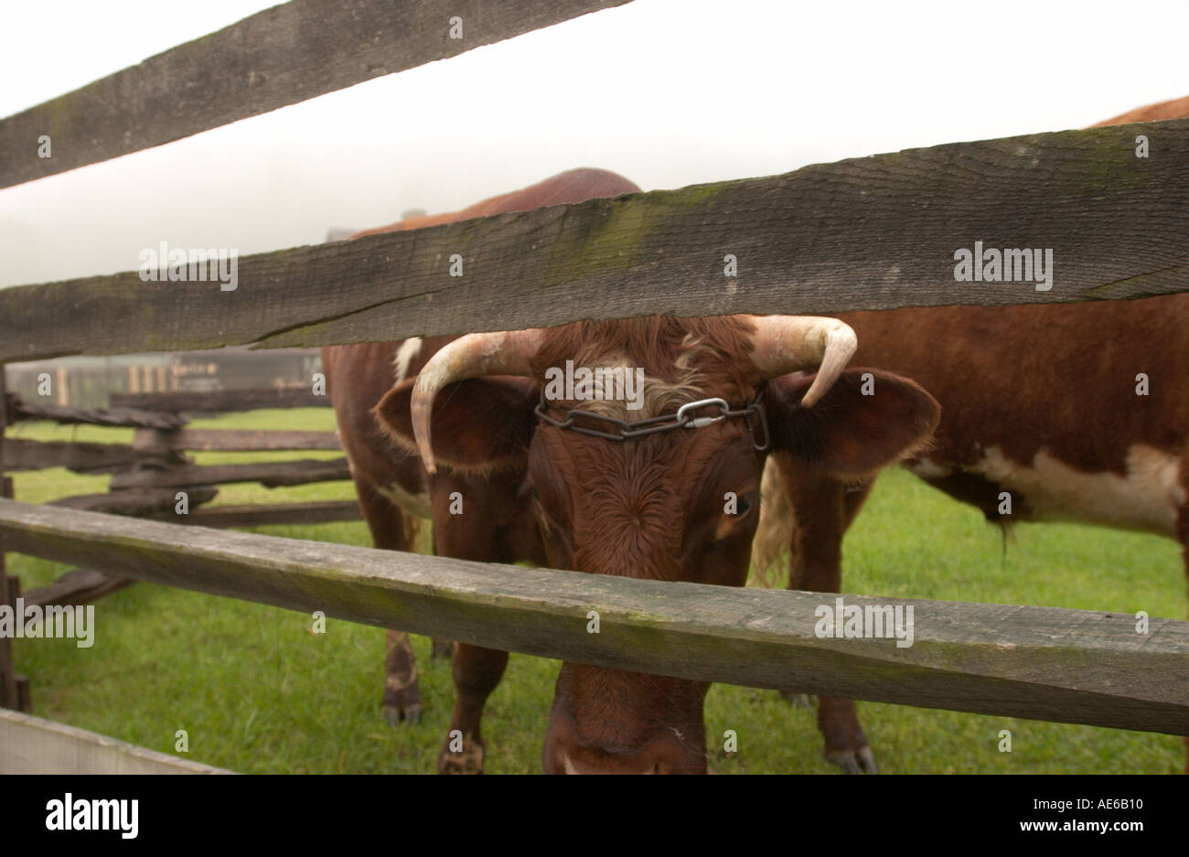 Work steer looking through fence at Blue Ridge Farm Museum Ferrum ...
