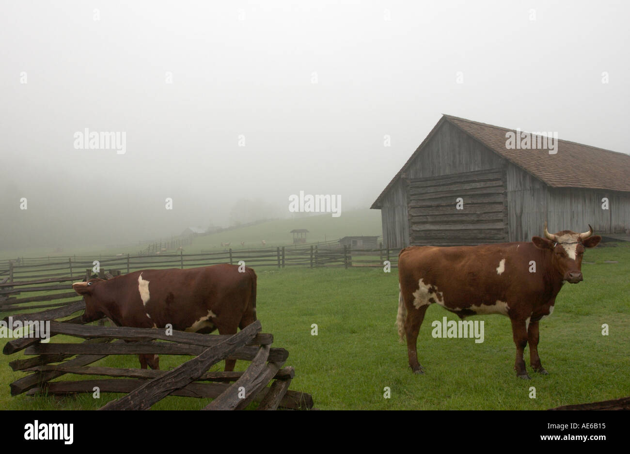 Old building with steers and fence on foggy morning Blue Ridge Farm ...