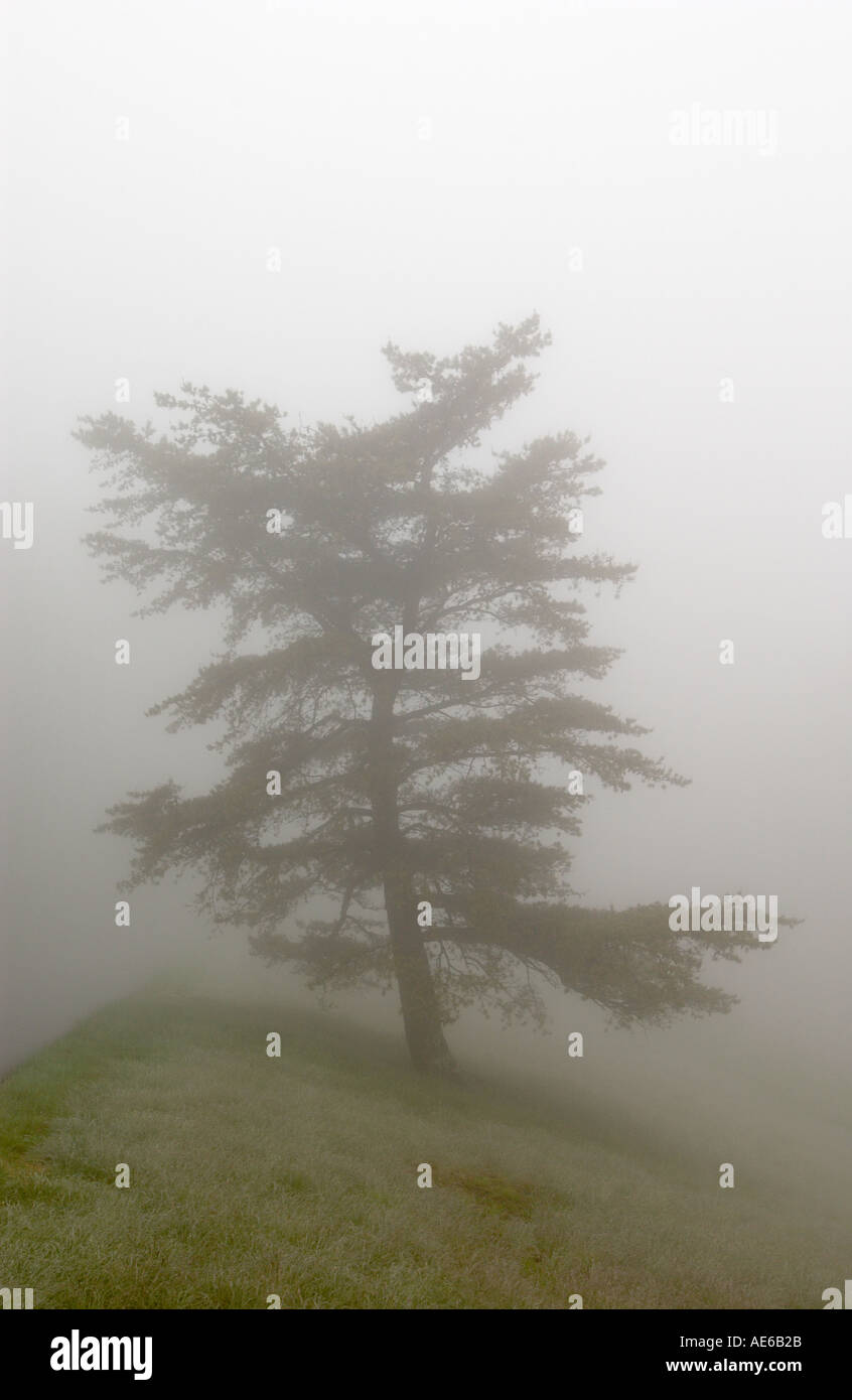 Tree and fog along the Blue Ridge Parkway Va USA Stock Photo - Alamy