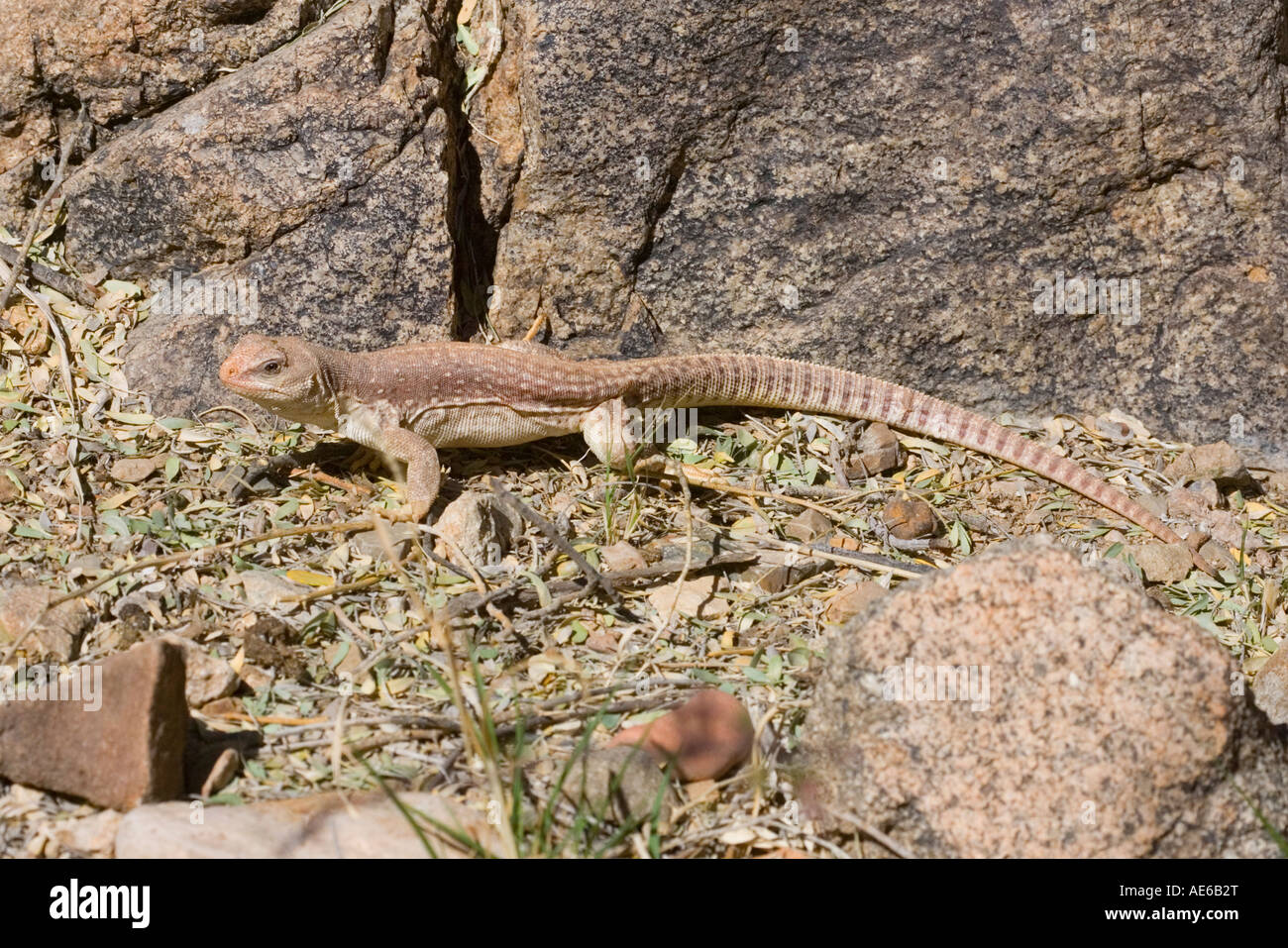 Desert Iguana Dipsosaurus dorsalis Tucson Pima County Arizona United ...