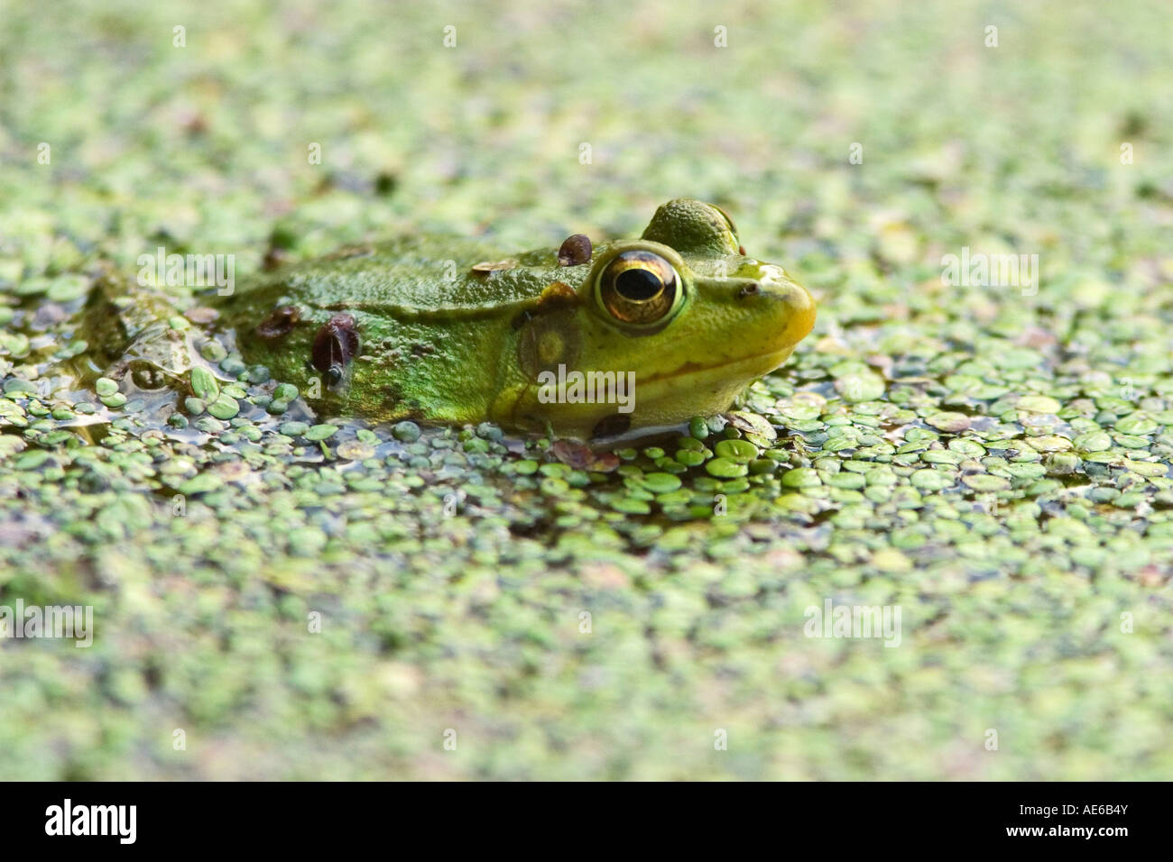 Pond duck frog hi-res stock photography and images - Alamy
