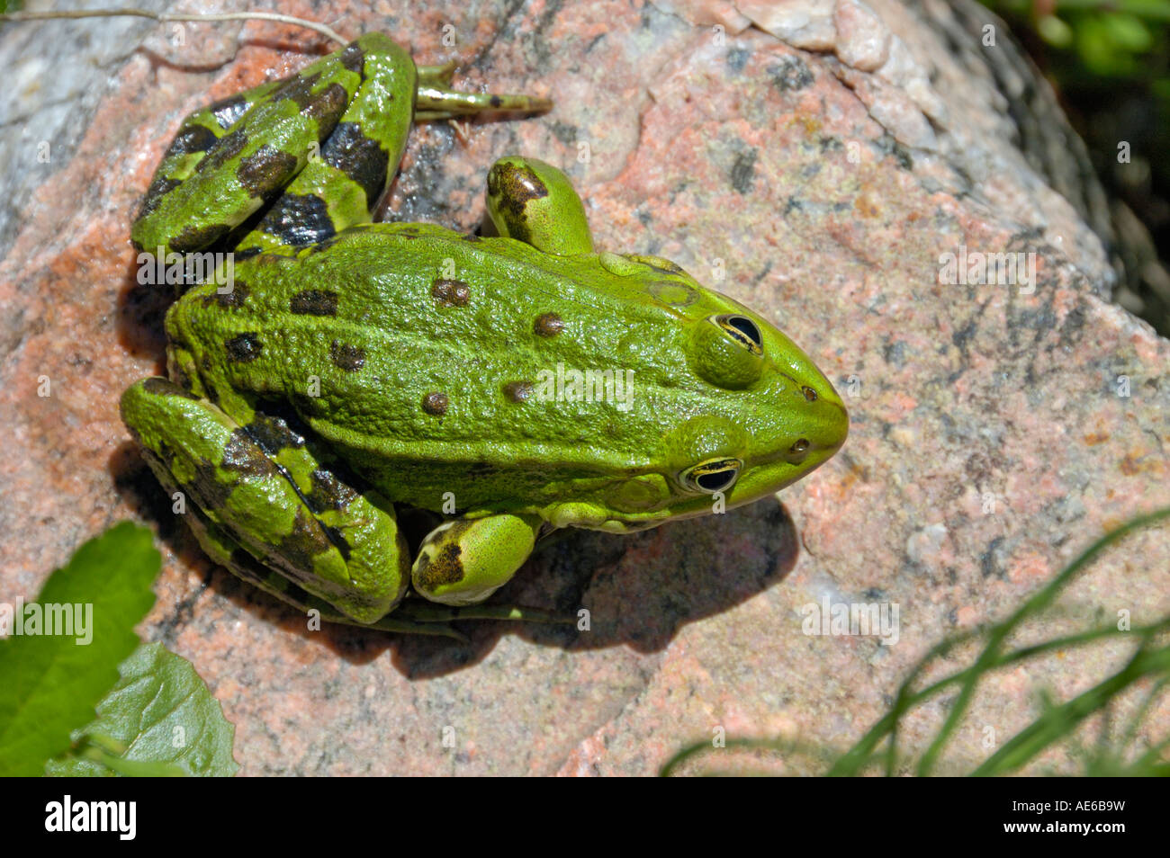 Frog sitting on a stone hi-res stock photography and images - Alamy