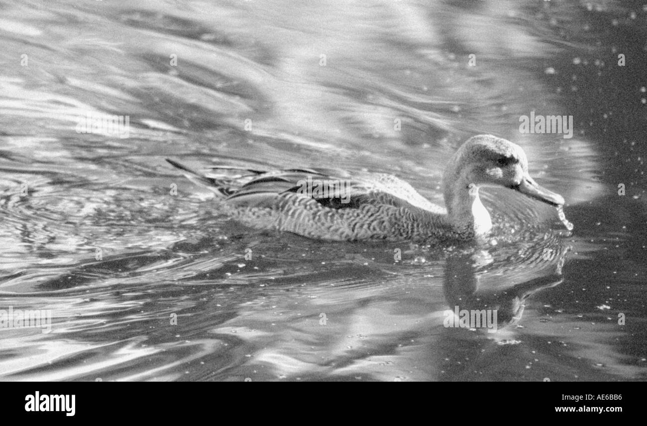 duck in water Stock Photo - Alamy