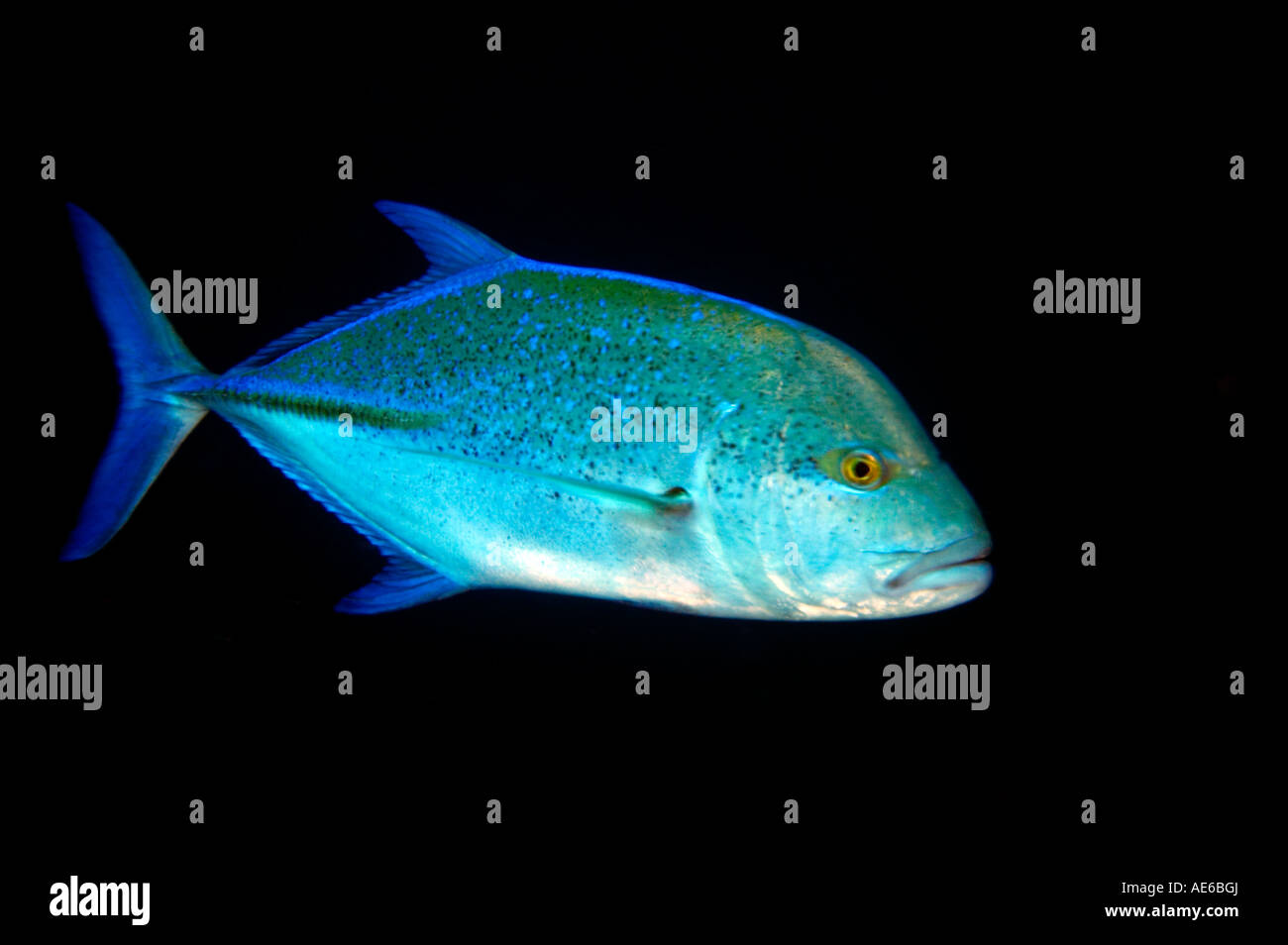blue travalley in dark,layang layang,borneo,malaysia Stock Photo - Alamy