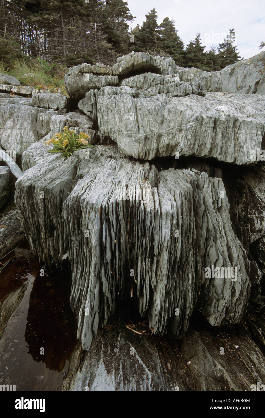 Very thin layers of shale Newfoundland Canada Stock Photo - Alamy