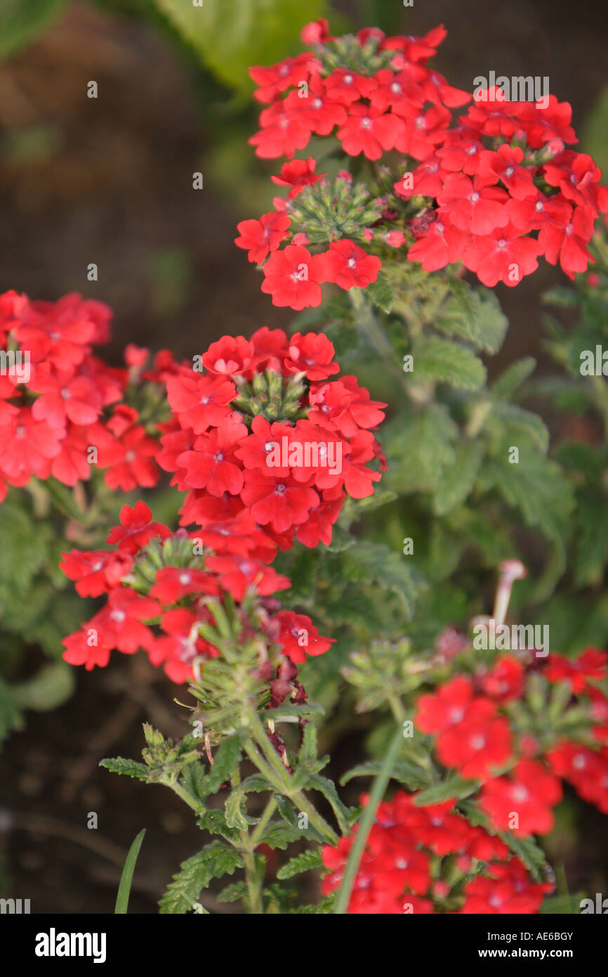 A vertical image of red Verbena flowers showing green foliage and ...