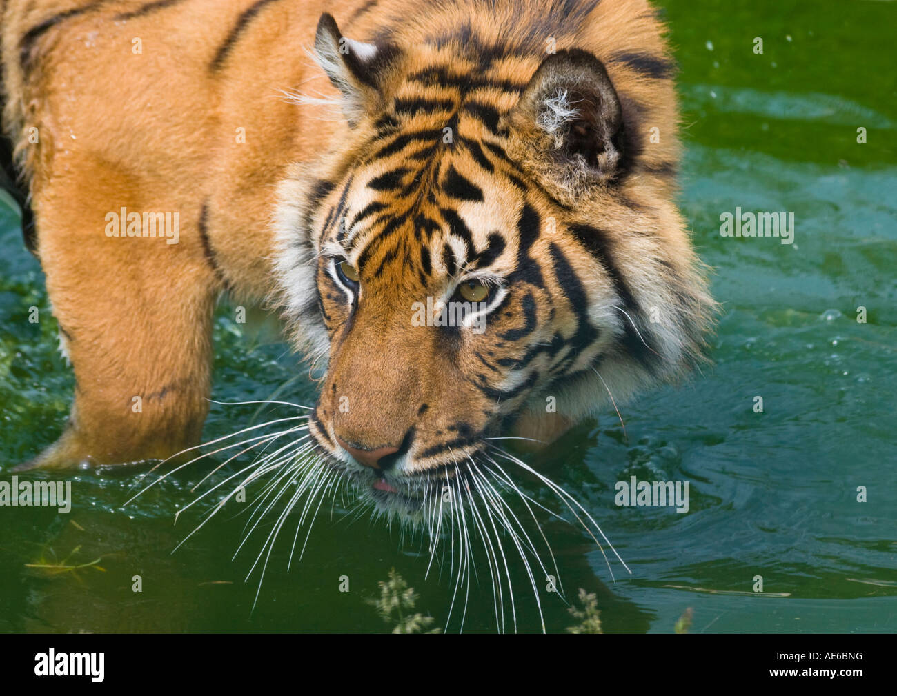 Tiger for conservation hi-res stock photography and images - Alamy