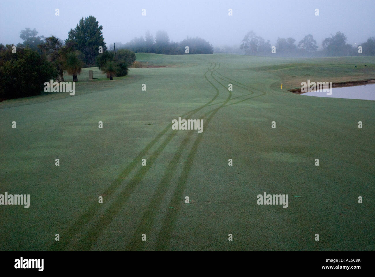 golf buggy tracks disappearing into distance, misty early morning golf ...