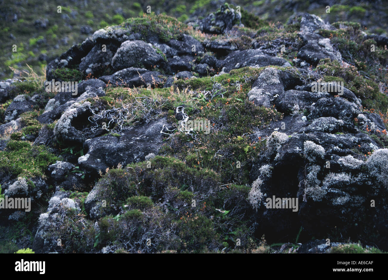 Lava and moss and azores hi-res stock photography and images - Alamy