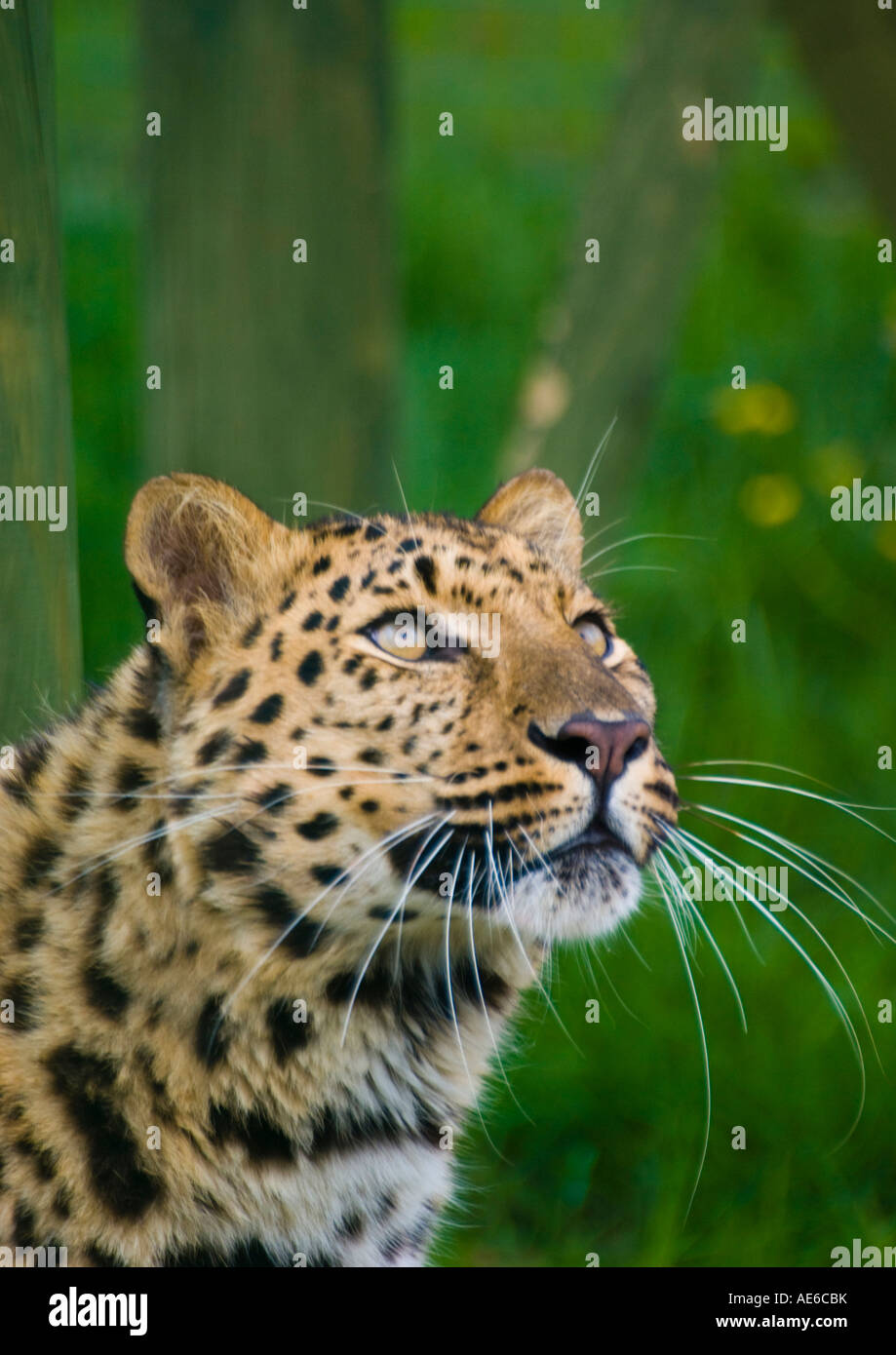 Beautiful amur leopard hi-res stock photography and images - Alamy