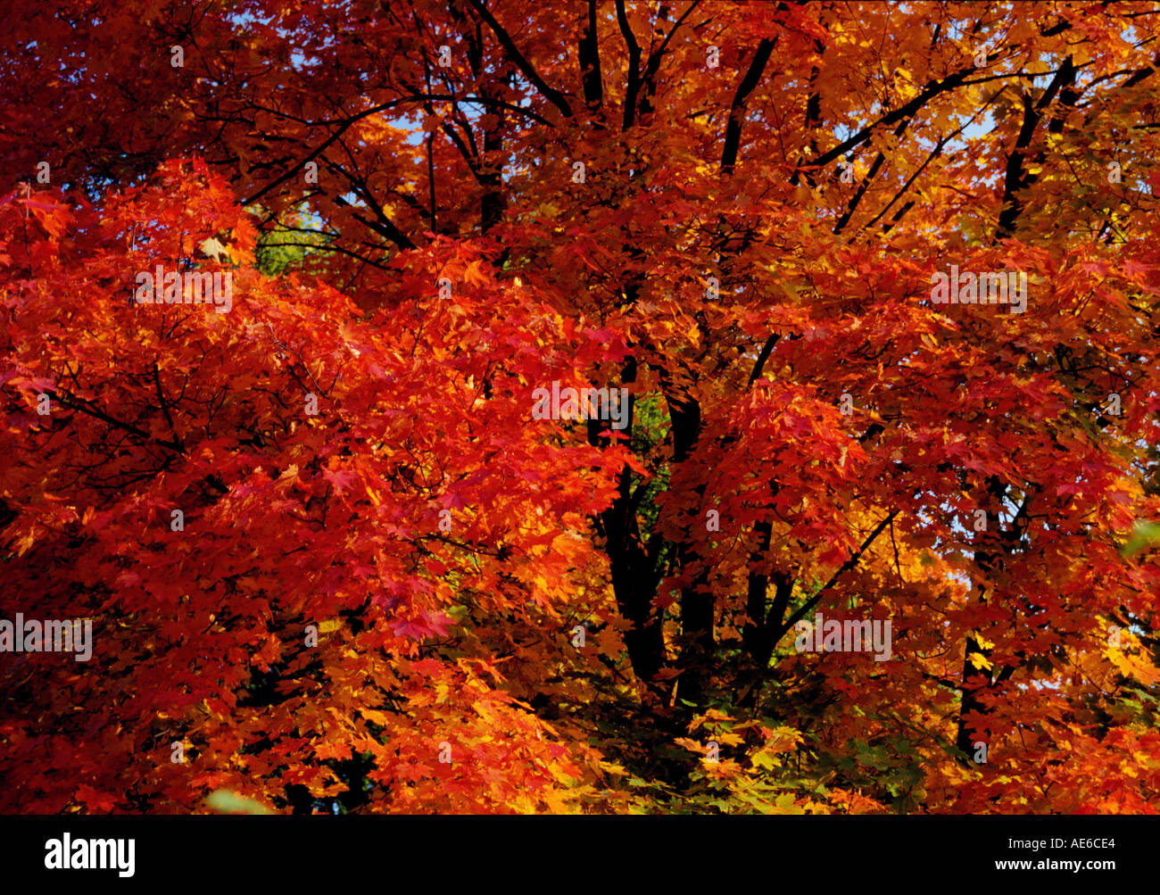 Marble trees in forest, Germany Stock Photo - Alamy