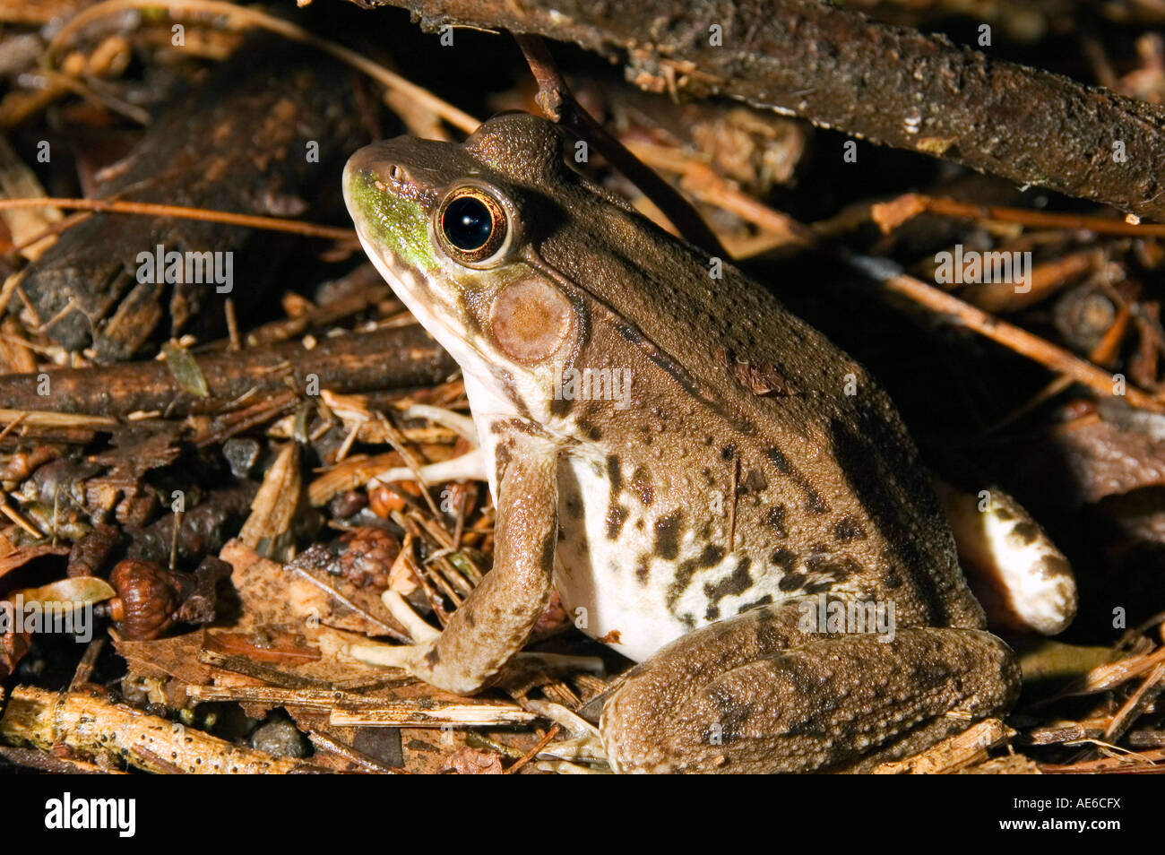 A frog sitting on the ground. Frogs have declined in number due to the ...