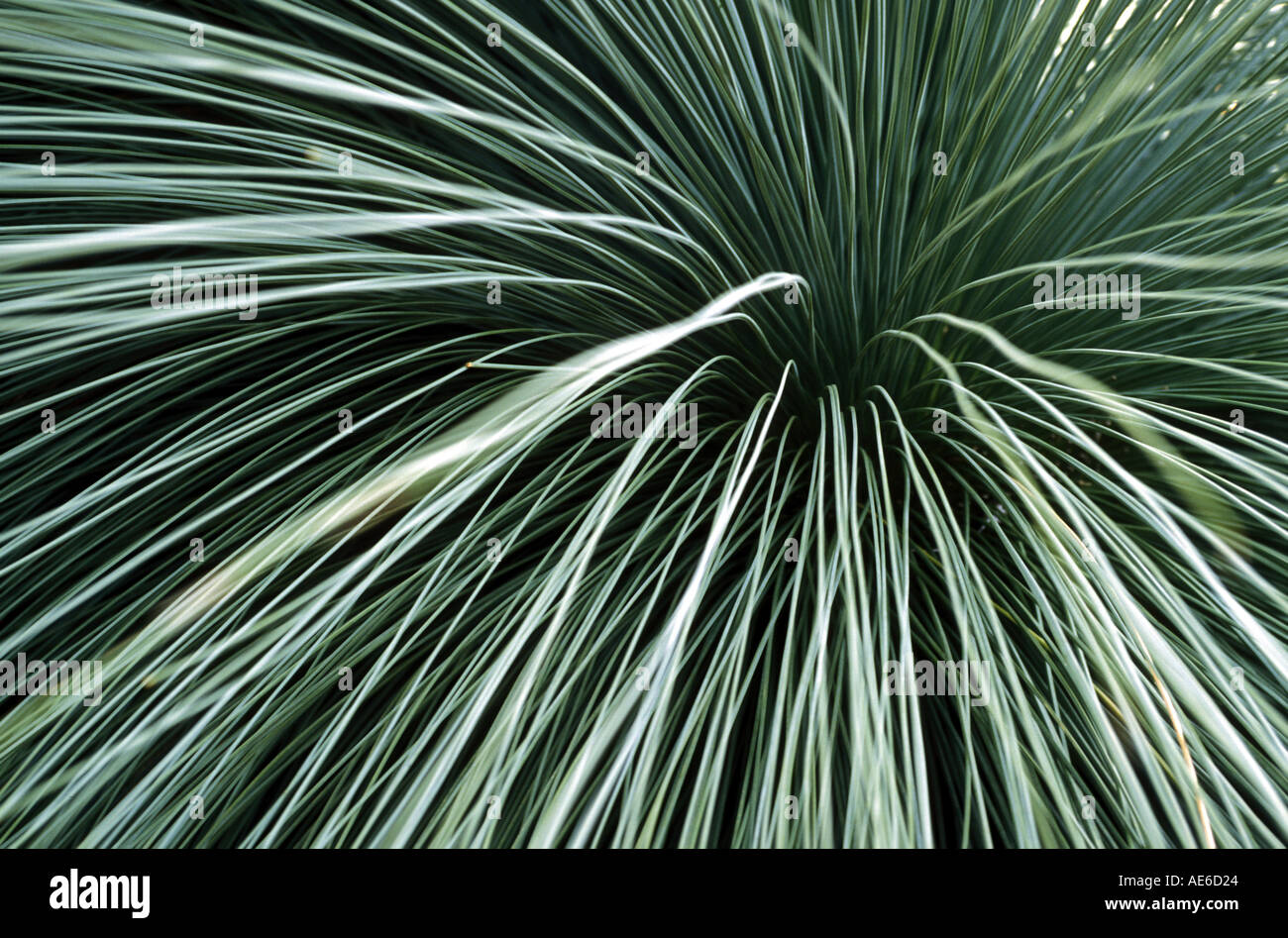 Waving grasses hi-res stock photography and images - Alamy