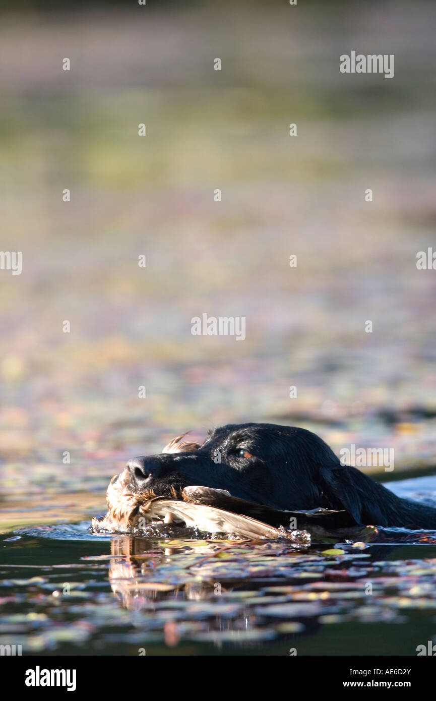 Black lab with duck hi-res stock photography and images - Alamy