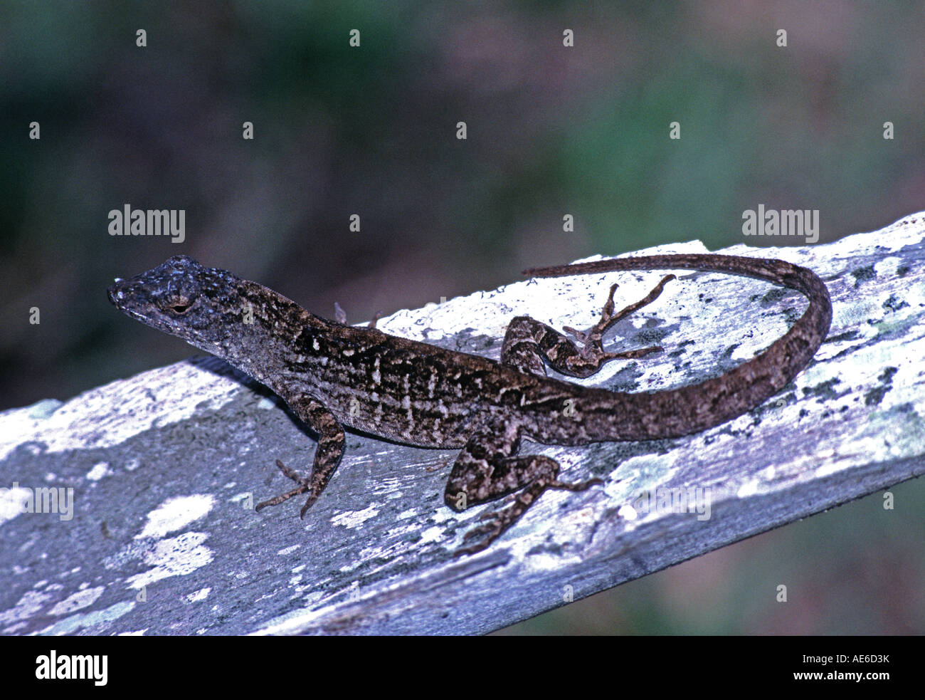 Anole lizard in Bradenton Florida Stock Photo - Alamy