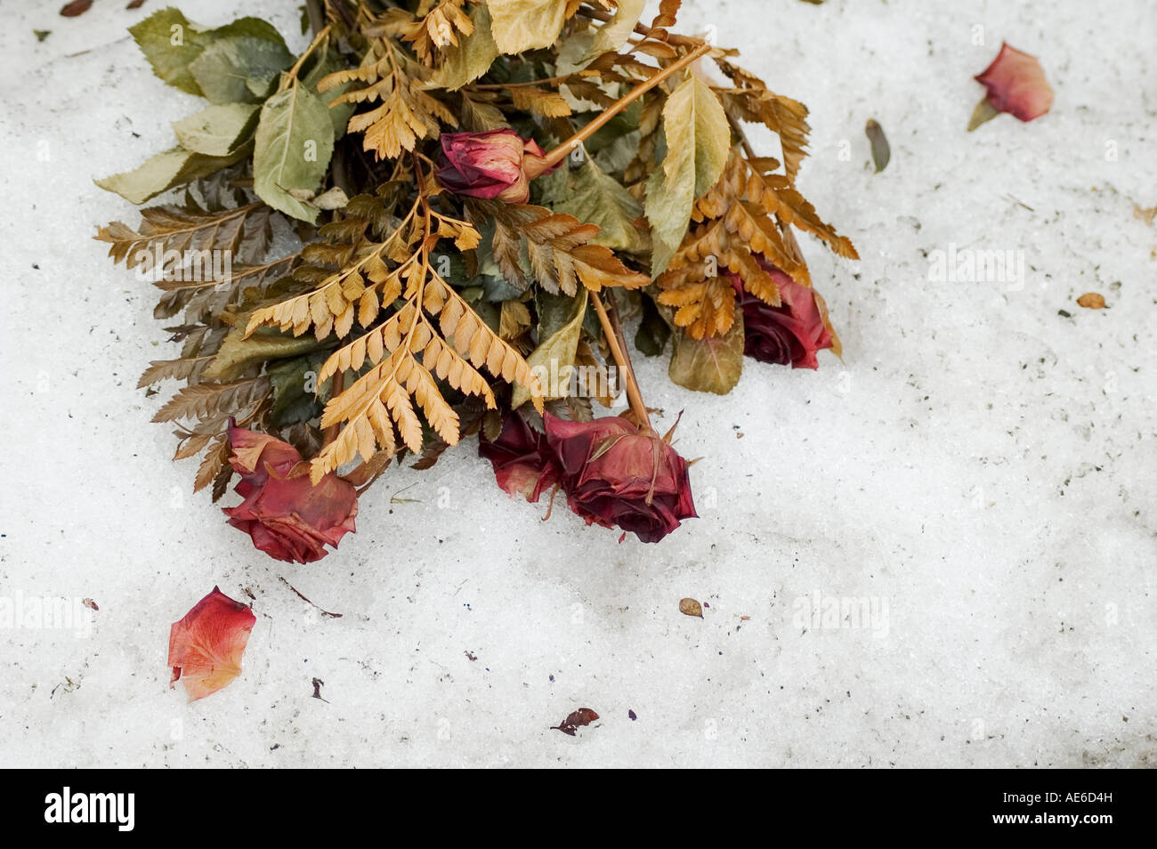 Sere flowers hi-res stock photography and images - Alamy