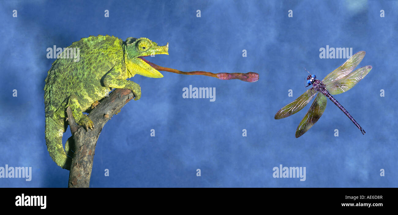 A green chameleon attempts to catch a dragonfly or darner with its long ...
