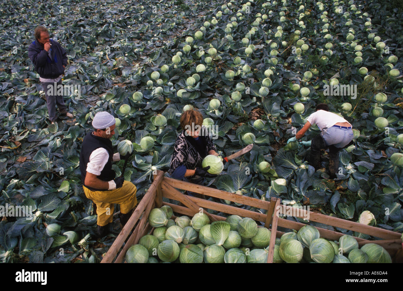 Farm workers, gangmaster overseer, part time worker vegetable picking ...