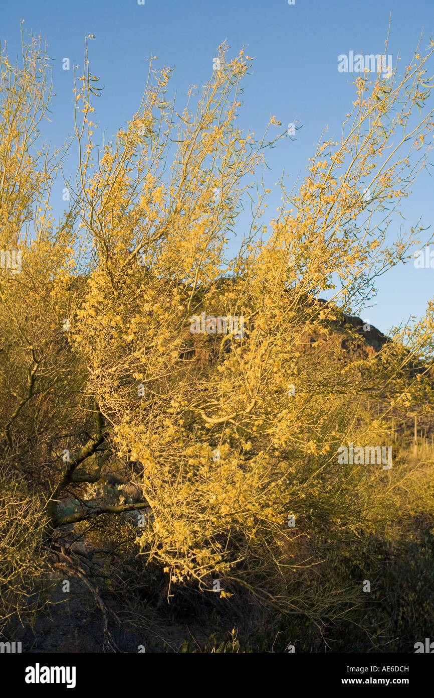 Palo verde tree in bloom hi-res stock photography and images - Alamy