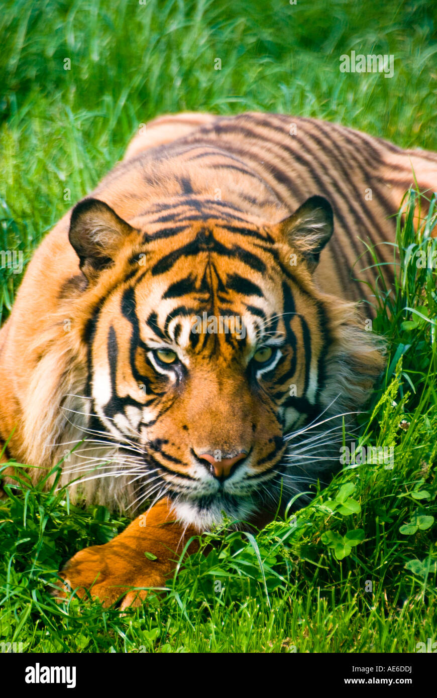 Sumatran tiger endangered hi-res stock photography and images - Alamy